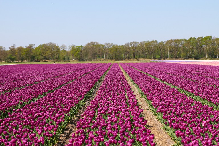 Visiter les champs de tulipes près d'Amsterdam - Mango and Salt