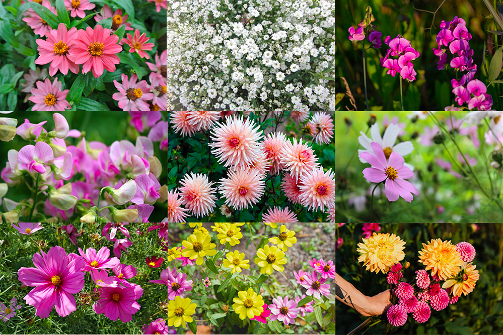 5 fleurs à cultiver en pot pour des bouquets maison - Mango and Salt